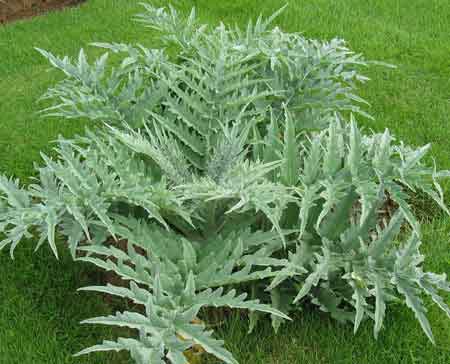 CARDON : UN LÉGUME INSOLITE ET PLEIN DE RESSOURCES