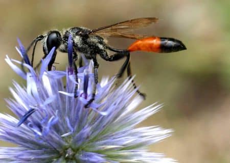 LA GUEPE SOLITAIRE AU JARDIN POTAGER BIO