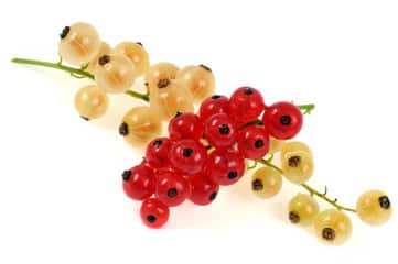 TOUT POUR RÉUSSIR LES GROSEILLIERS AU JARDIN POTAGER - calendrier ...